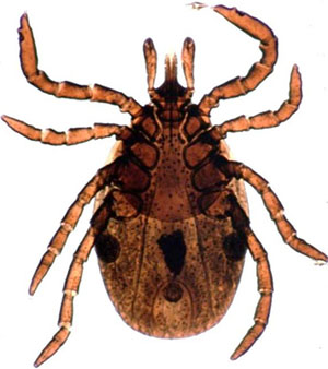 Toscoclimb - Climbing - Arrampicare - free climbing in Italy and ...